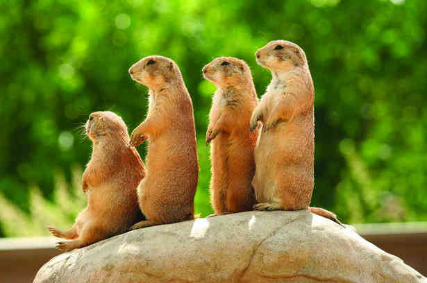 Prairie Dog Fences – The Power of Being Able to See